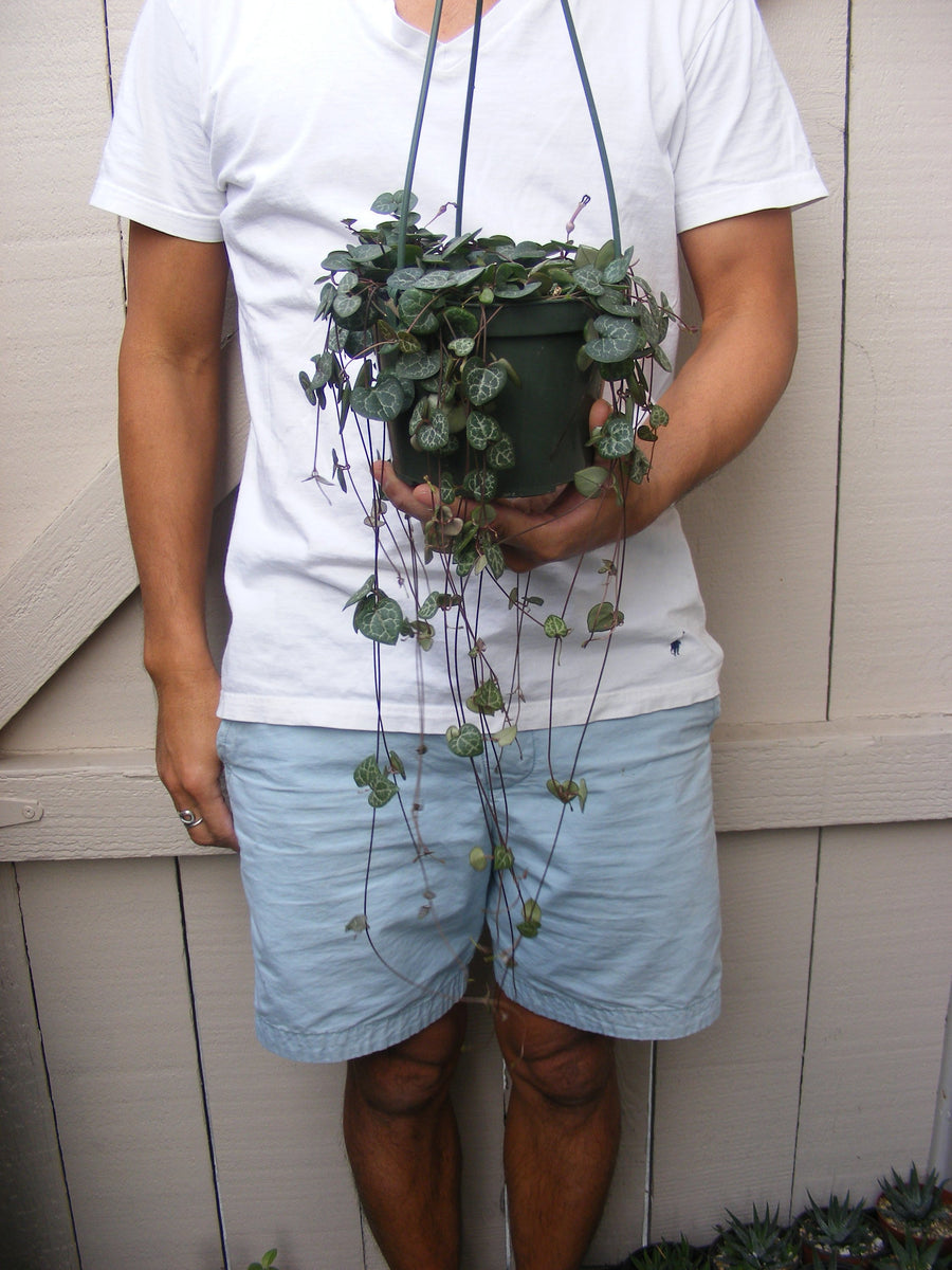 String of Hearts Plant Succulent Ceropegia Woodii 5 inch Hanging pot ...